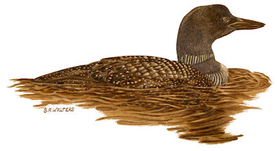 Sue Walters Pyrography Lesson CD - #4 Loon, Water & Reflection